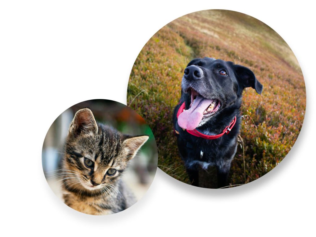 Anderson County Animal Rescue Foundation | Giving Pets A Helping Hand ...